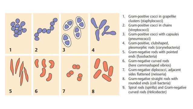 Gram positive cocci | PPTX | Chemistry | Science