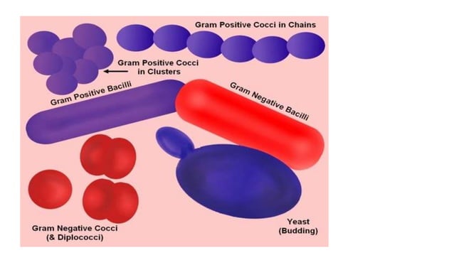 Gram positive cocci | PPTX | Chemistry | Science