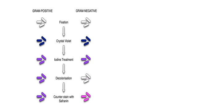 Gram positive cocci | PPTX | Chemistry | Science