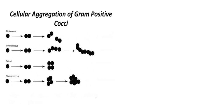 Gram positive cocci | PPTX | Chemistry | Science