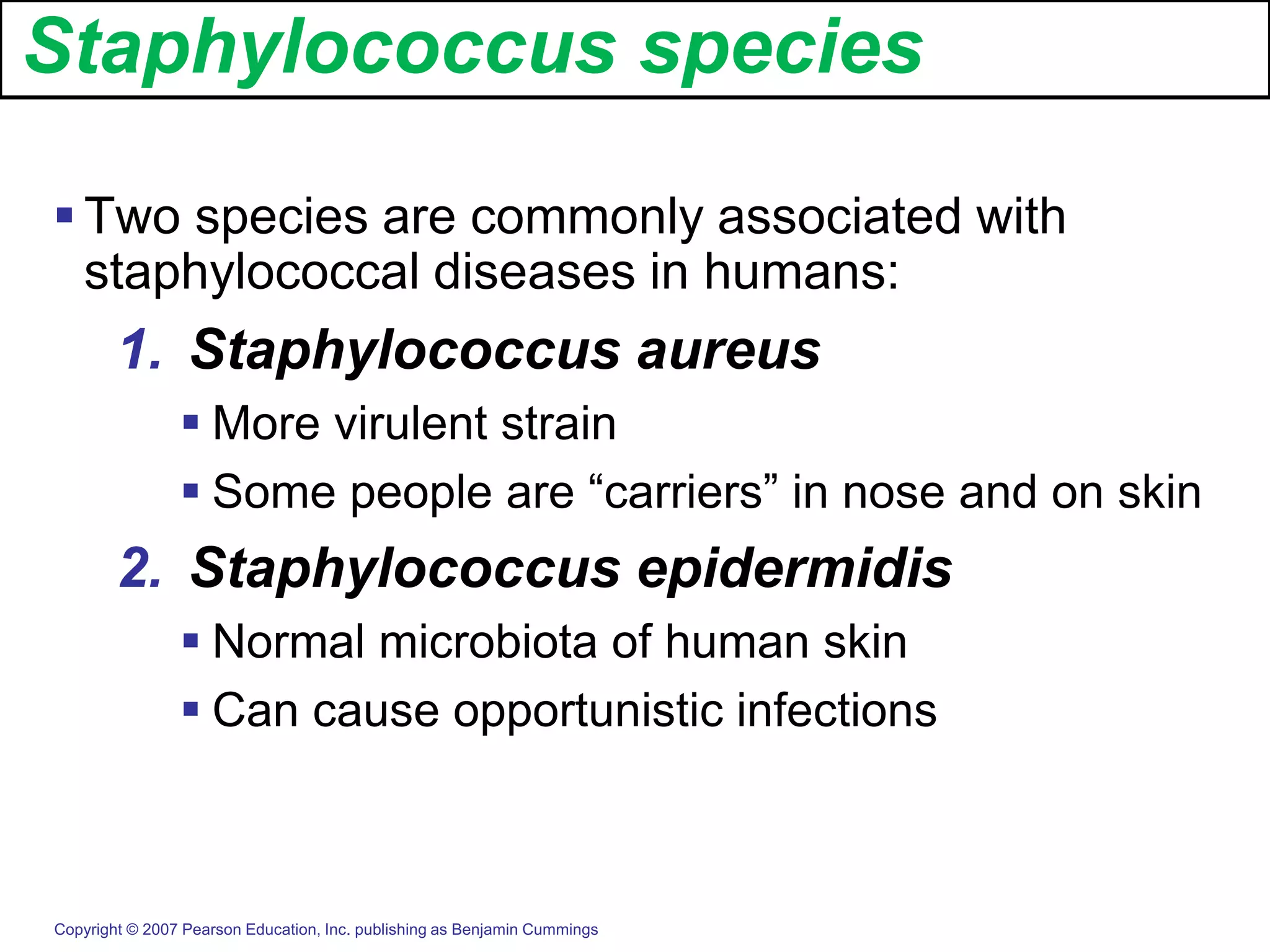 Gram positive cocci | PPT
