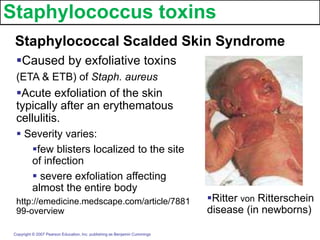 Gram positive cocci | PPT