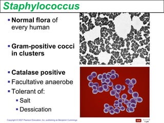 Gram positive cocci | PPT