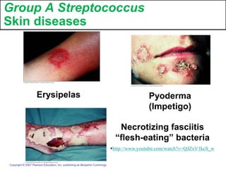 Gram positive cocci | PPT