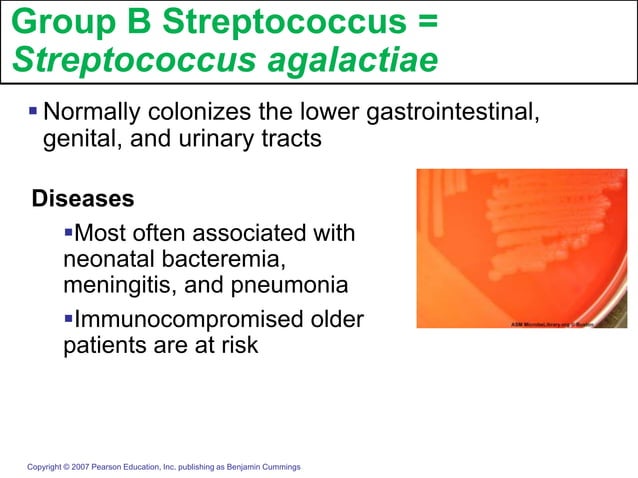 Gram positive cocci | PPT