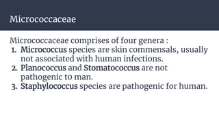 Gram positive cocci - Staphylococcus.pptx