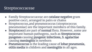 Gram positive cocci - Staphylococcus.pptx