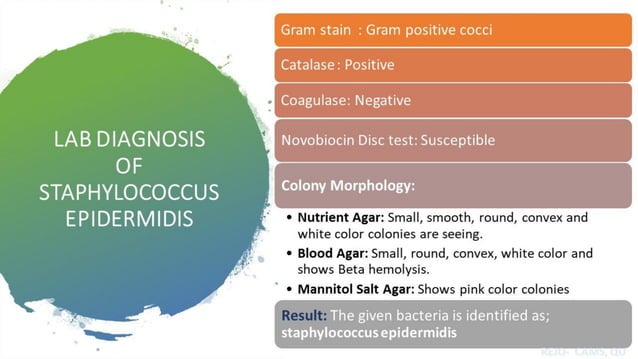 Gram positive cocci identification - Part 1 | PPT