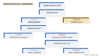 Gram positive cocci identification - Part 1 | PDF | Biological Sciences ...