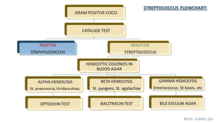Gram positive cocci identification - Part 1 | PDF | Biological Sciences ...