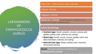 Gram positive cocci identification - Part 1 | PDF | Biological Sciences ...
