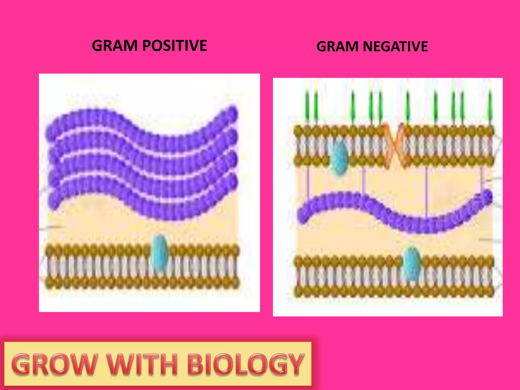 Gram positive & Gram negative. | PPT