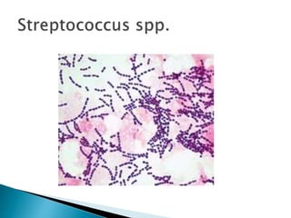Gram positive infections | PPTX
