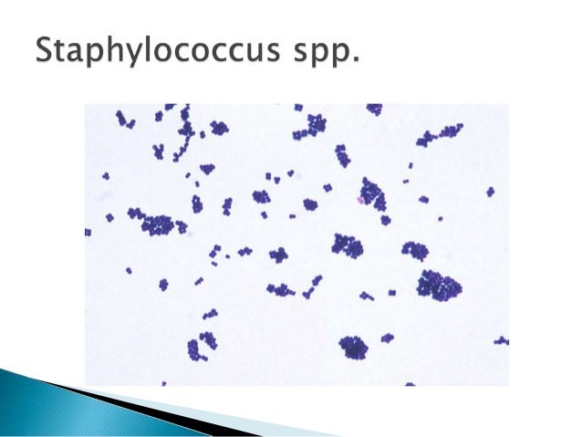 Gram positive infections