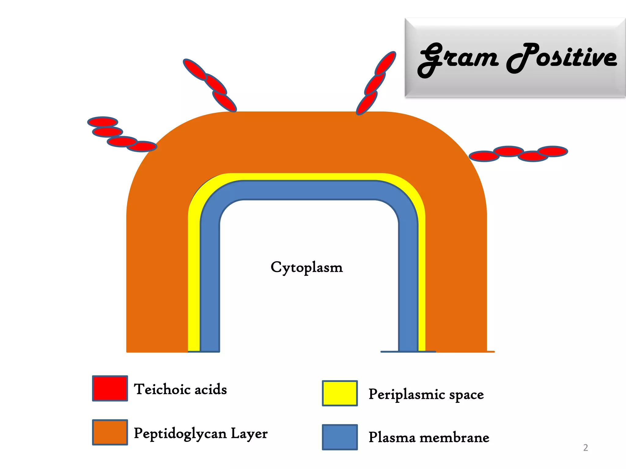 Gram positive & Gram negative | PPTX