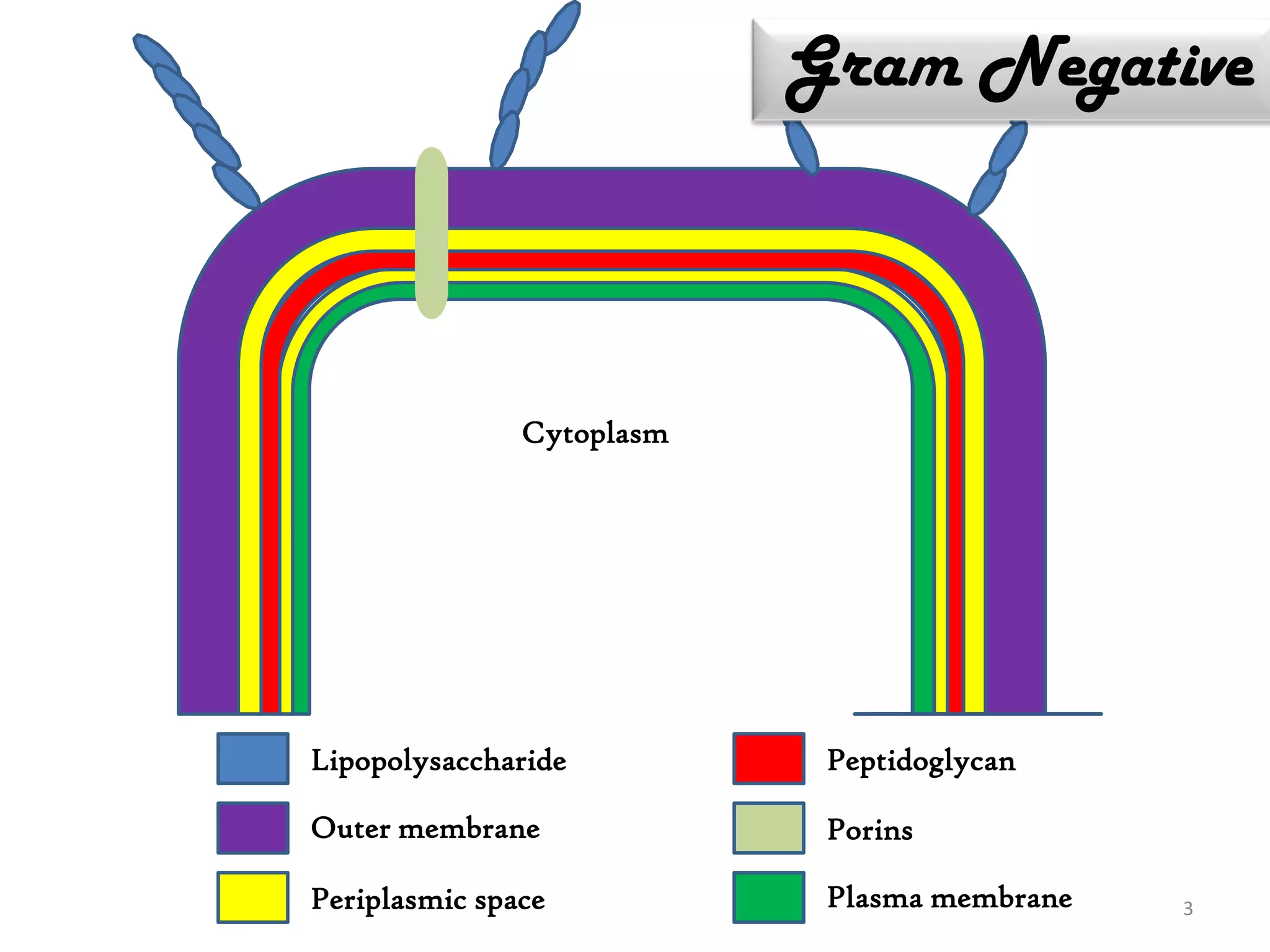 Gram positive & Gram negative | PPTX