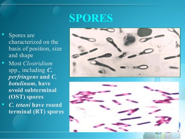 Gram positive rods