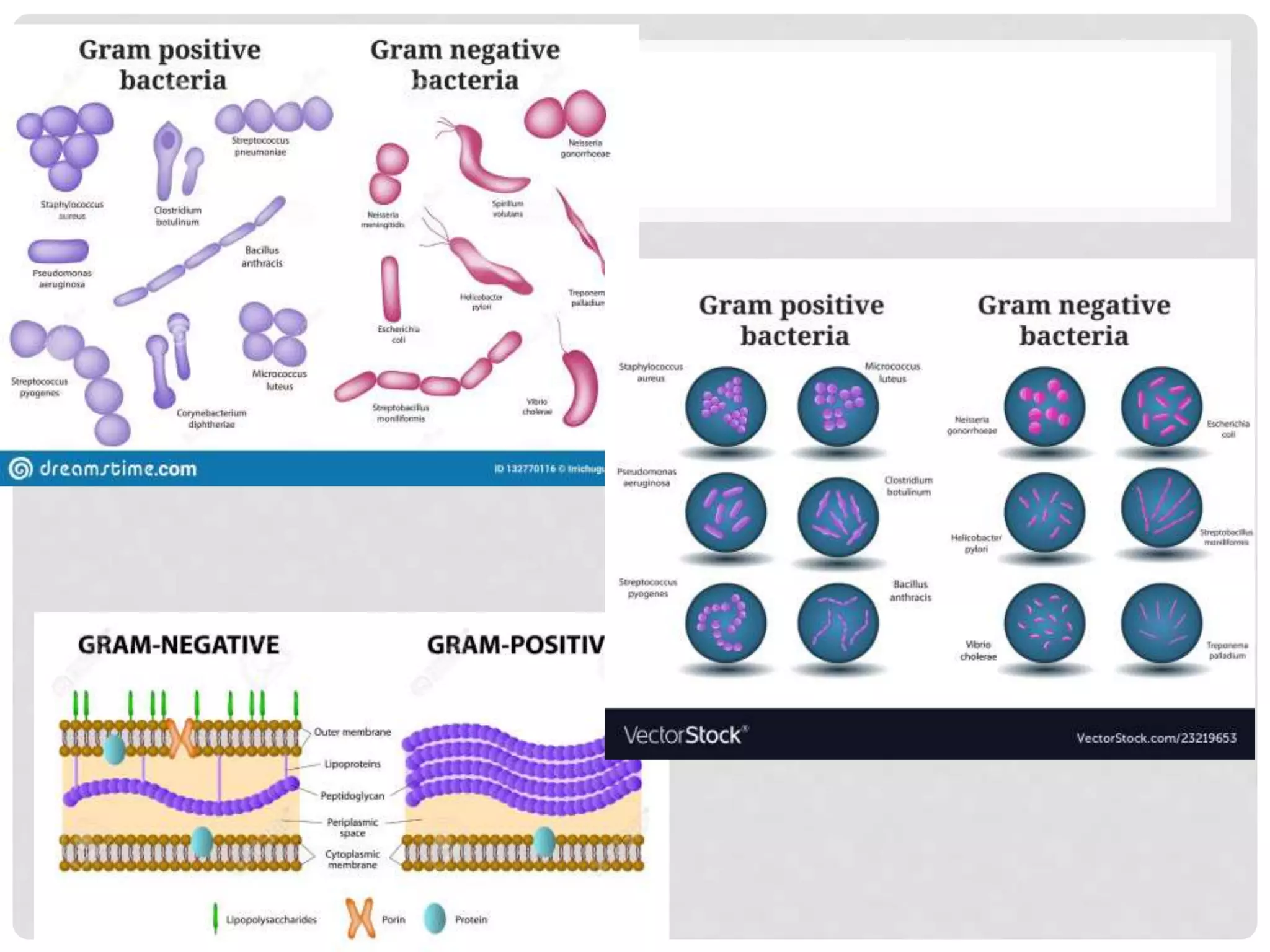 Gram positive sepsis | PPT