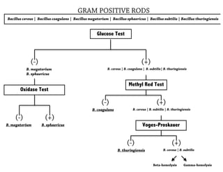 Gram Positive Rods Flowchart
