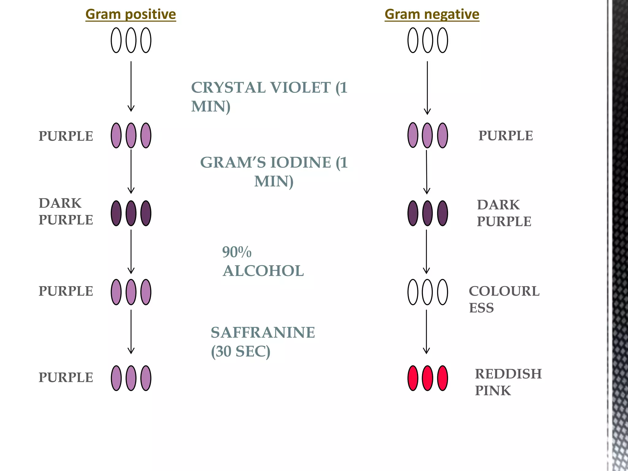 Gram staining | PPTX