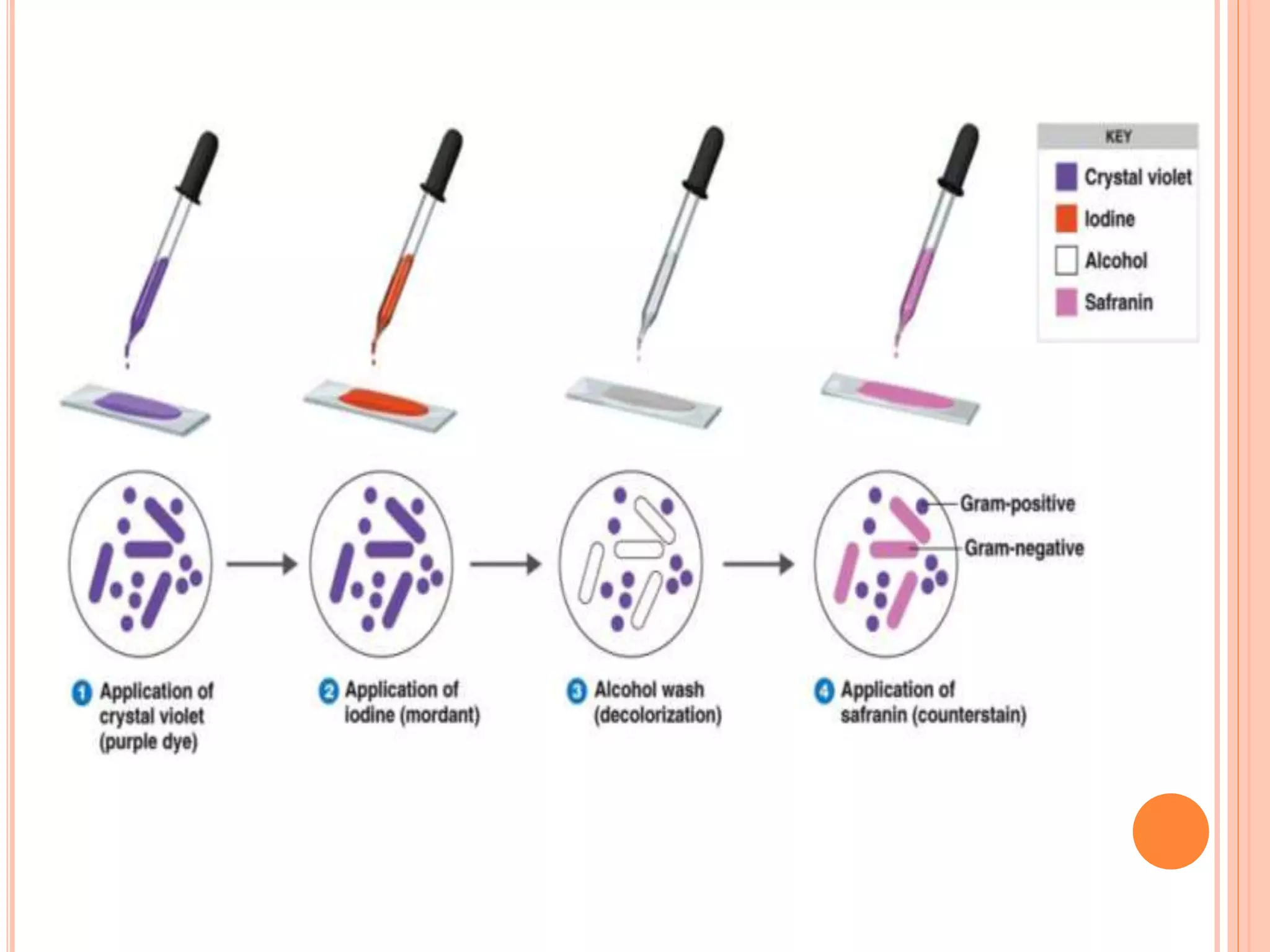 Gram’s staining | PPTX