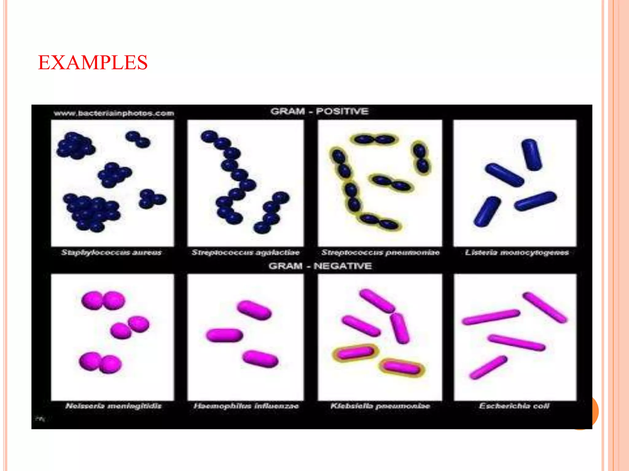 Gram’s staining | PPTX