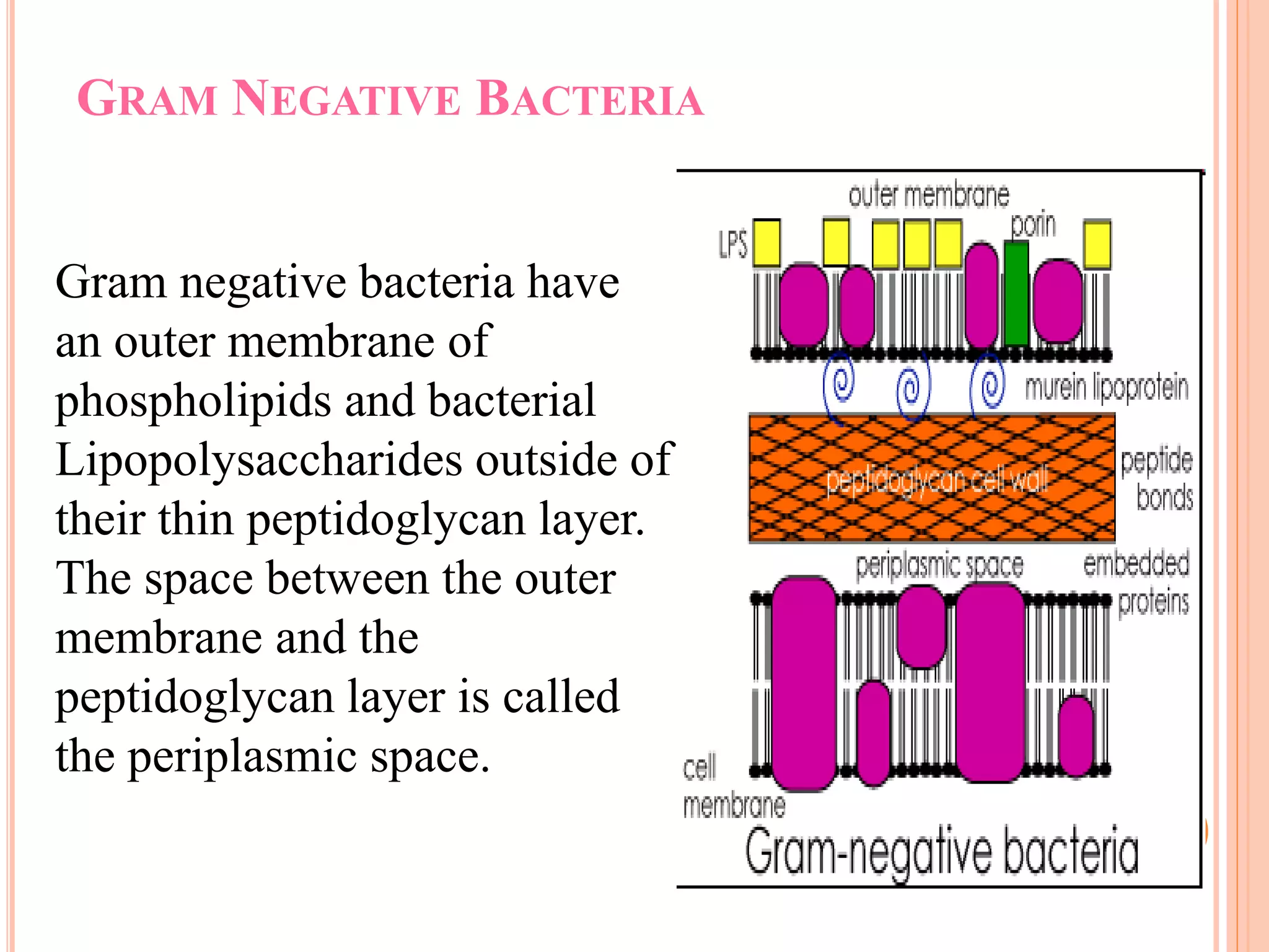 Gram’s staining | PPTX