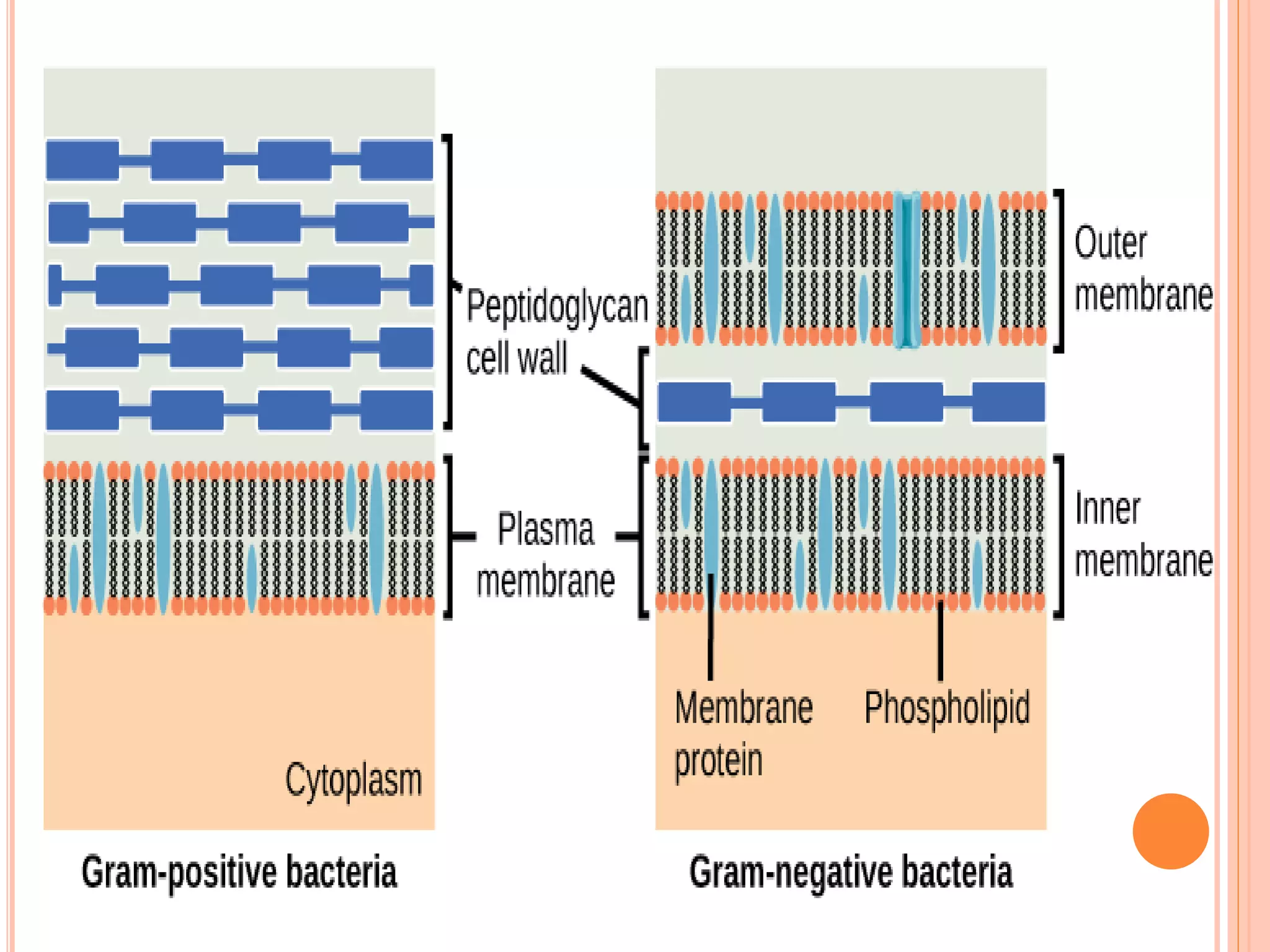 Gram’s staining | PPTX