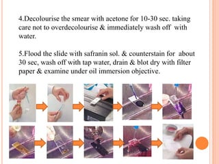 Gram’s staining | PPTX