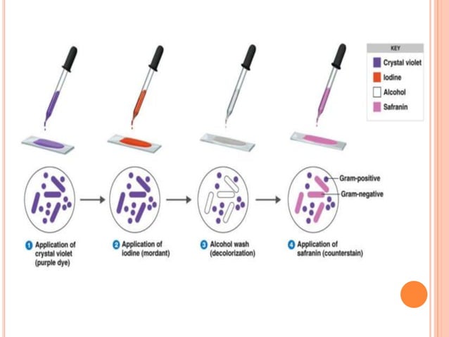 Gram’s staining | PPTX