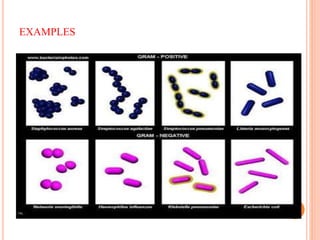Gram’s staining | PPTX