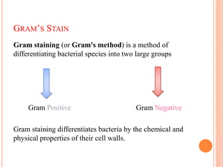 Gram’s staining | PPTX