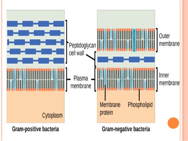 Gram’s staining