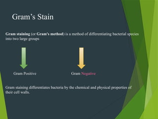 gramsstaining- by spoorthi s sadar .pptx