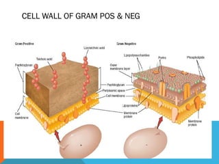 Gram's staining | PPT