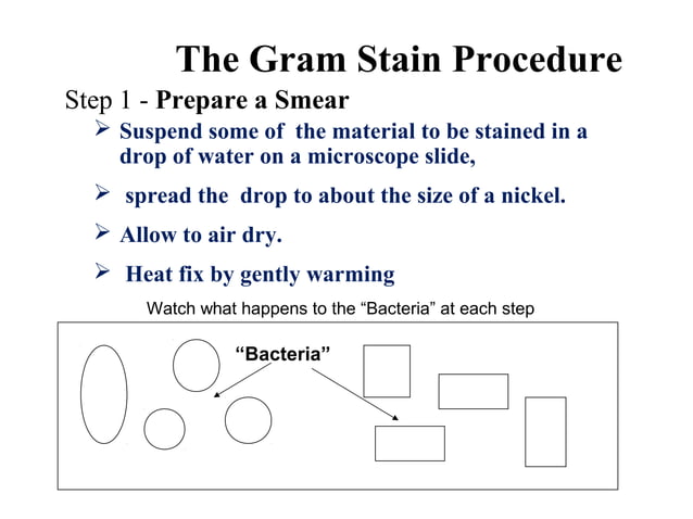 Gram's staining | PPT