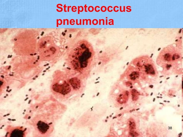 Gram’s Staining for medical students.pptx