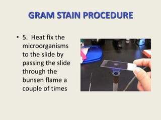 Grams staining and yoghurt making | PPTX