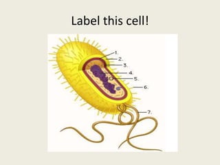 Grams staining and yoghurt making | PPTX