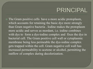 Gram stain | PPTX