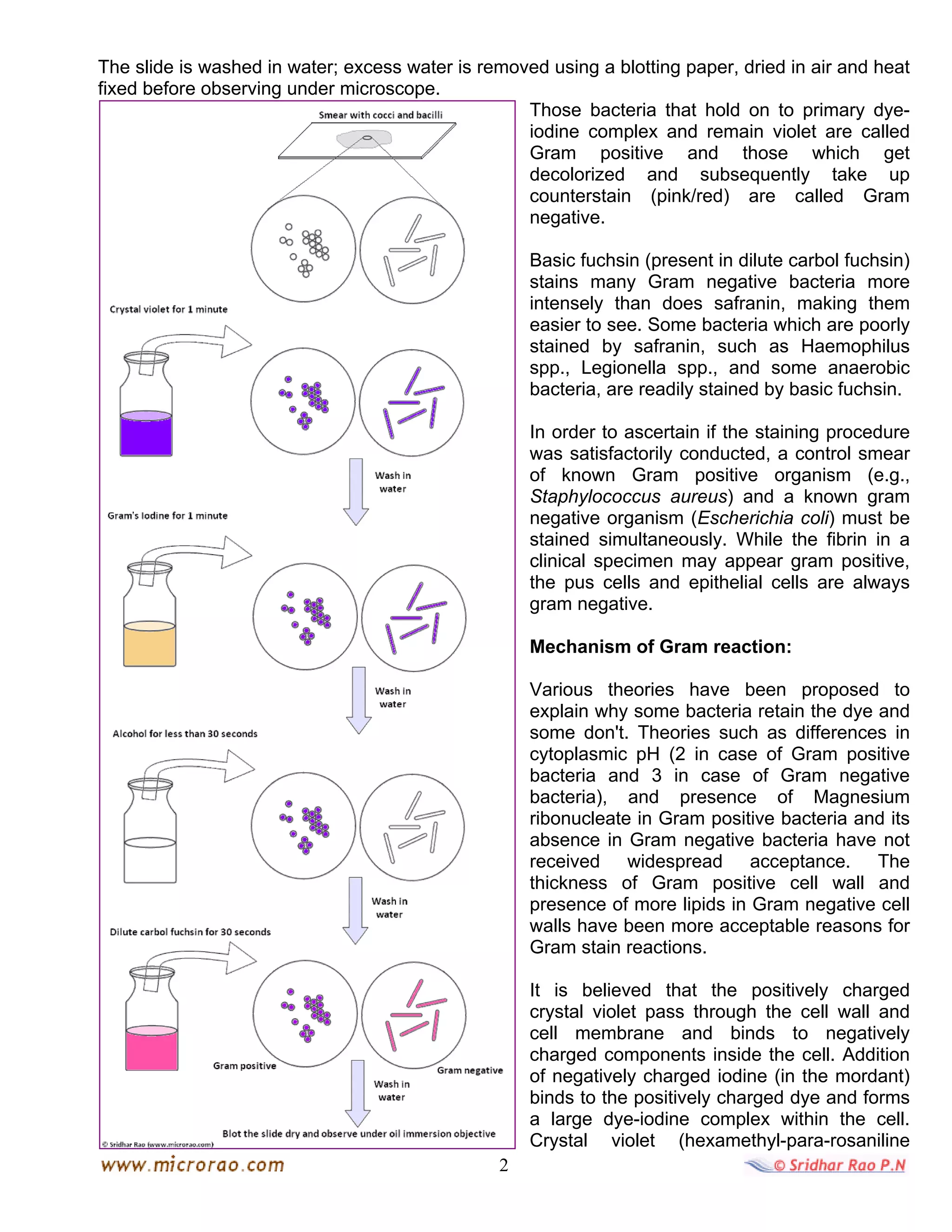 Gram stain for microbiology student | PDF