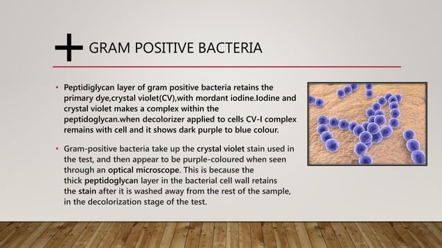 Gram stain | PPT