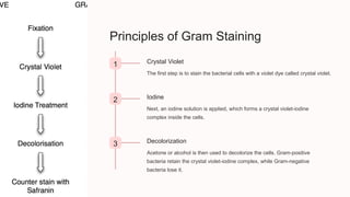 Gram Stain introduction, principle, Procedure | PPTX