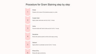 Gram Stain introduction, principle, Procedure | PPTX