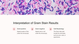 Gram Stain introduction, principle, Procedure | PPTX