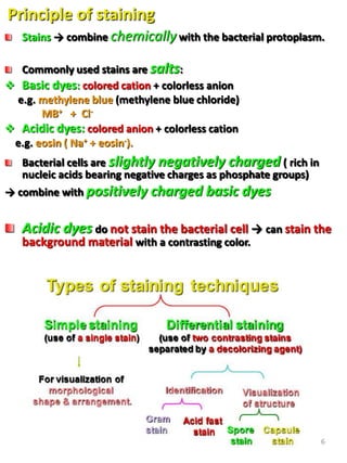 Gram stain lab report - by asem shadid | PDF