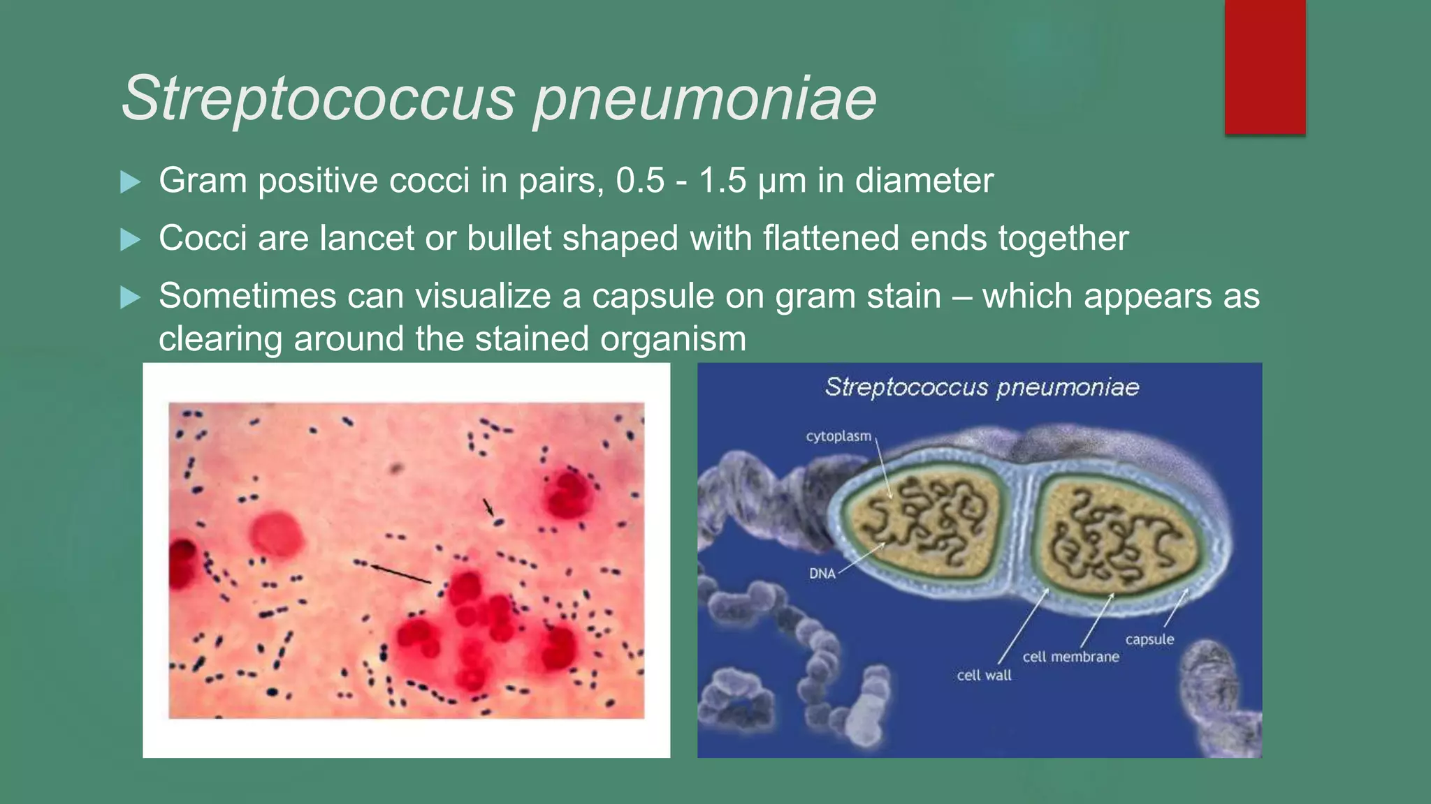Gram Stain 2023 | PPT