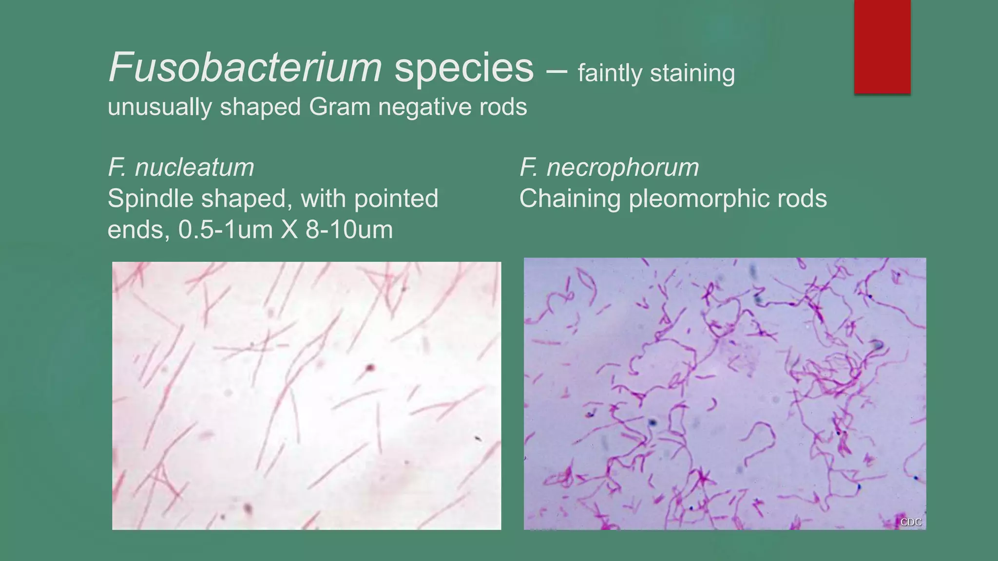 Gram Stain 2023 | PPT