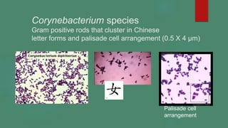 Gram Stain 2023 | PPT