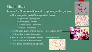Gram Stain 2023 | PPT